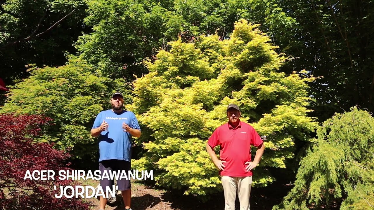 Acer Shirasawanum 'Jordan' Large Specimen in the ground! - Japanese Maples