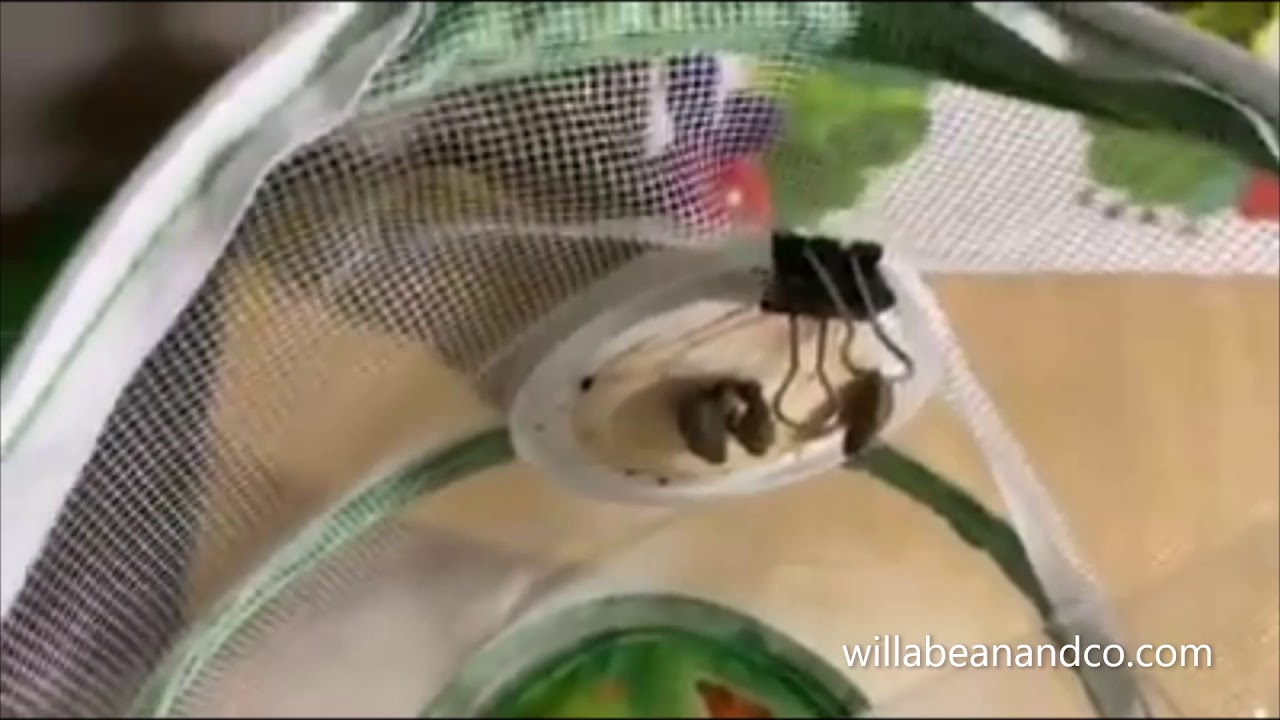 Stages of a Butterfly