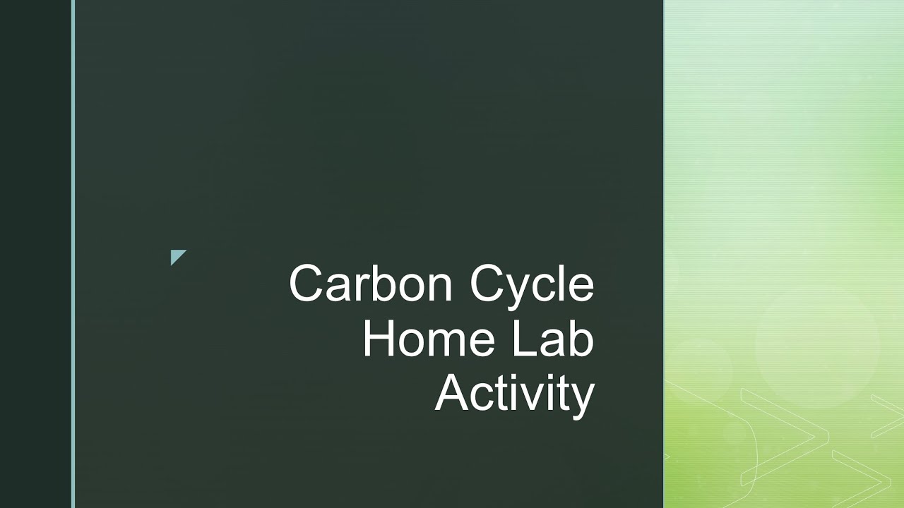 Carbon cycle lab activity