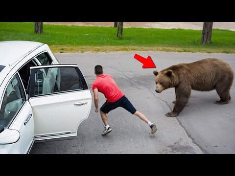 Wild Animals Invading Cities Caught on Camera