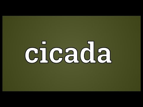 Cicada Meaning