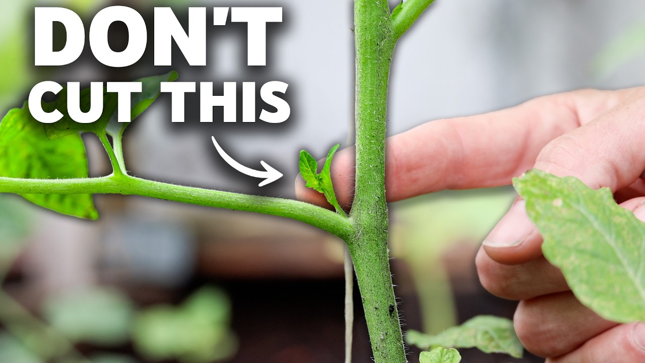 FORCE Tomatoes to FRUIT MORE | How to Prune Tomato Plants the RIGHT WAY