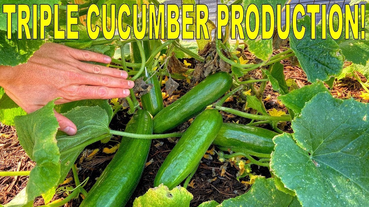 Grow MORE CUCUMBERS Than EVER With This Variety And One Simple Tip