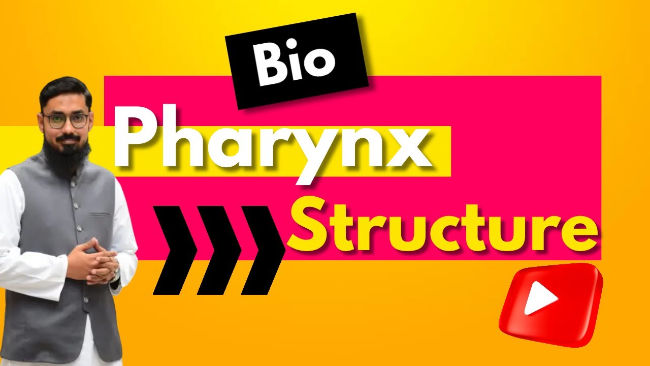 Pharynx | Definition, Location, Function, Structure, & Facts