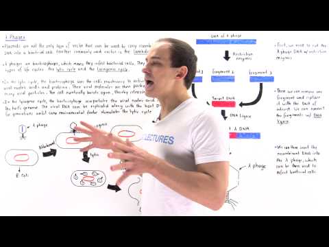 Lambda Phages as Vectors