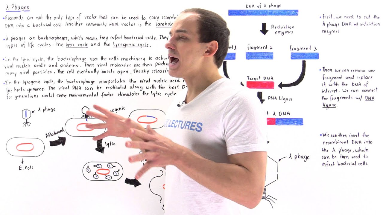 Lambda Phages as Vectors
