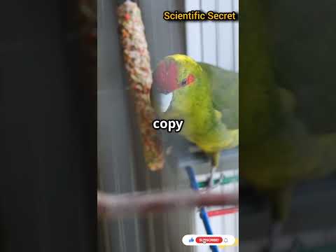 How Do Parrots Talk? Speech Imitation & Vocal Learning Explained