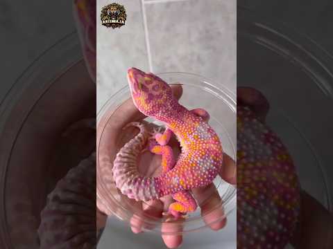 Animal transformation | What an unusual colour for lizard #animalshorts #animals #lizard