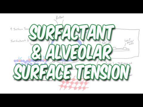 Alveolar Surface Tension And Surfactant | Something In About 5 Minutes | Medic Materials