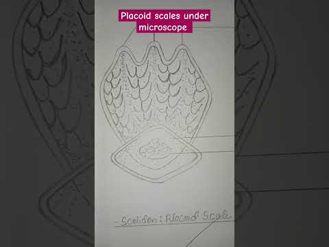 placoid scales under microscope #scale #viral #zoology #biology #mounting #knowledgeispower