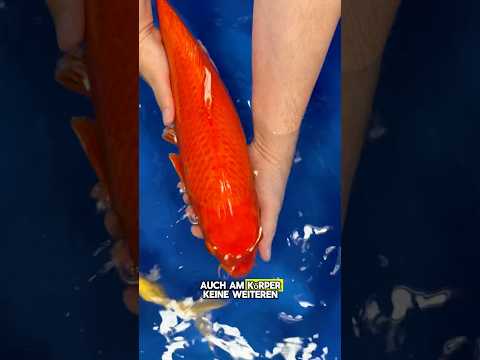 Teil 1: 💛 Leuchtende Farben - Orenji Ogon meets Yamabuki 🧡 #koi #nishikigoi #japankoi