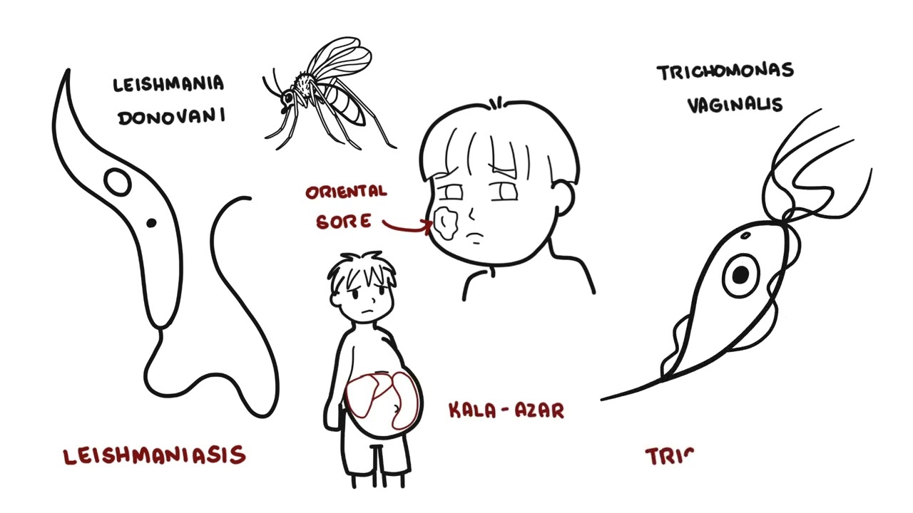 Introduction to Protozoa - the unicellular parasites (amoeba, giardia, leishaniasia, plasmodium)