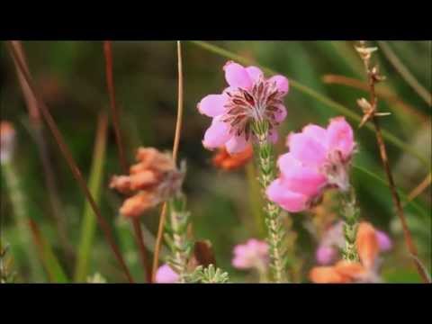 How to identify Cross-leaved Heath (Erica tetralix)