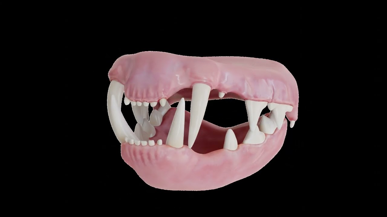 Feline Dental Anatomy Study