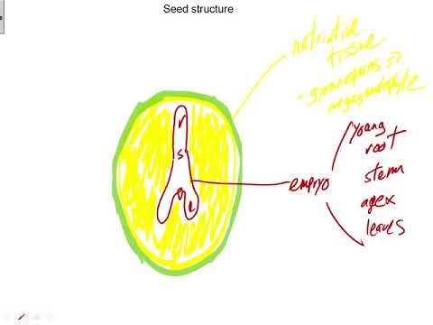 23 Intro to Gymnosperms