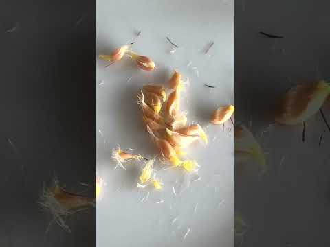 Rose Hips and Itching Powder