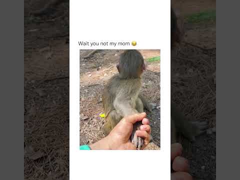 Monkey gets surprised meme