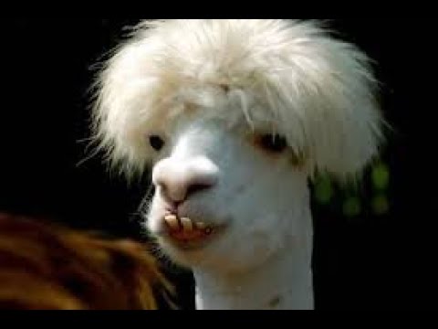 ANIMALS DOING THINGS - Episode 1