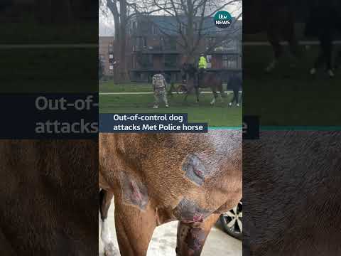 A #police #horse was attacked by a #dog in a #london park in front of horrified onlookers #itvnews
