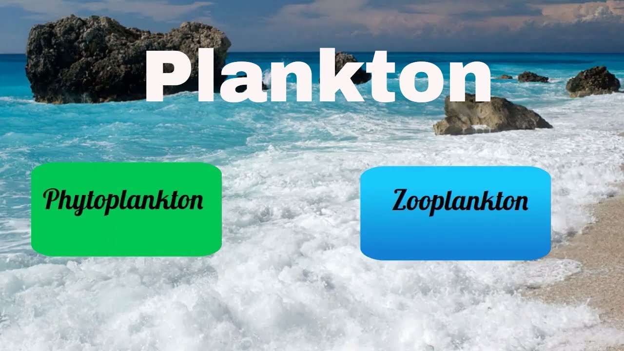 Difference between Zooplankton and Phytoplankton