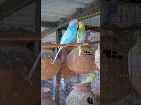 Budgie Breeding and Mating ❤️|| Budgies Parrots Mating || Birds Love ❤️😍 #2025