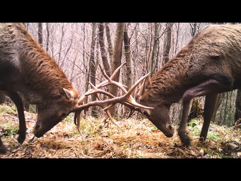 Camera trap study in Skolivski Beskydy National Park in the Ukrainian Carpathians
