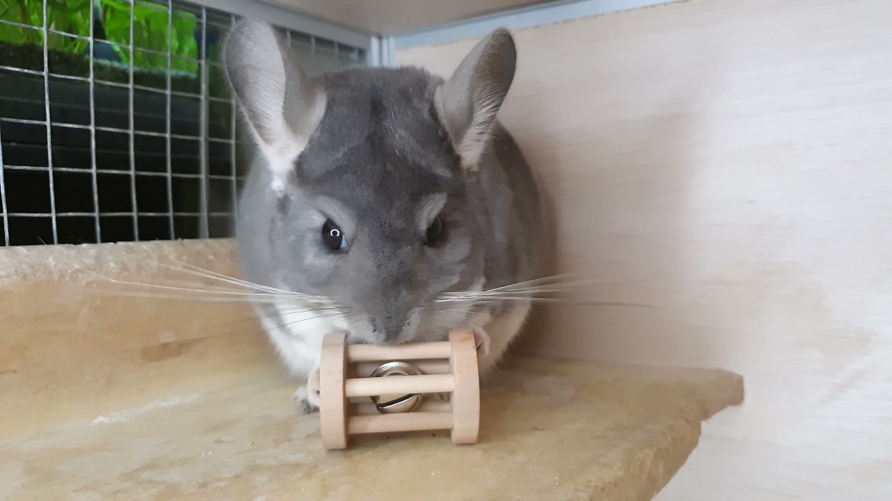 Pet chinchilla. Chinchilla violet