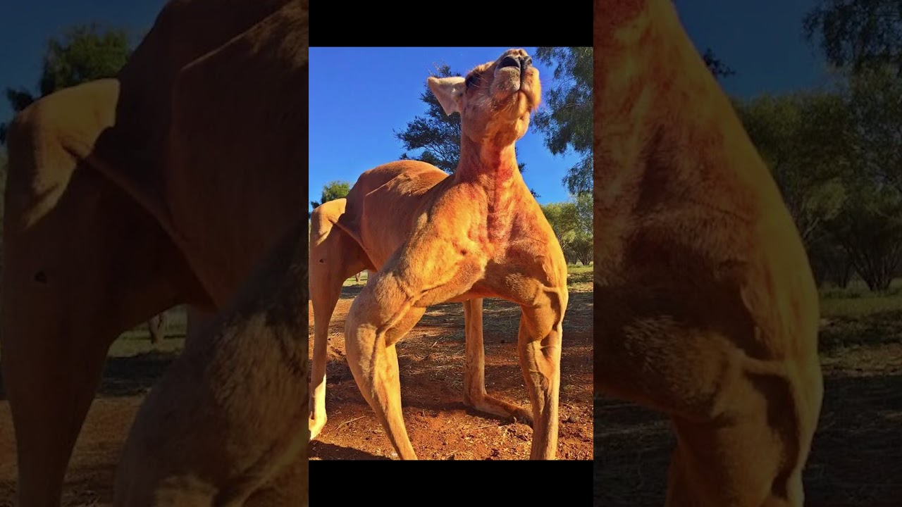 Kangaroo's are MENACES