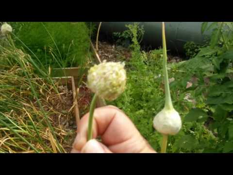 Growing out garlic to produce bulbils and differences between some types