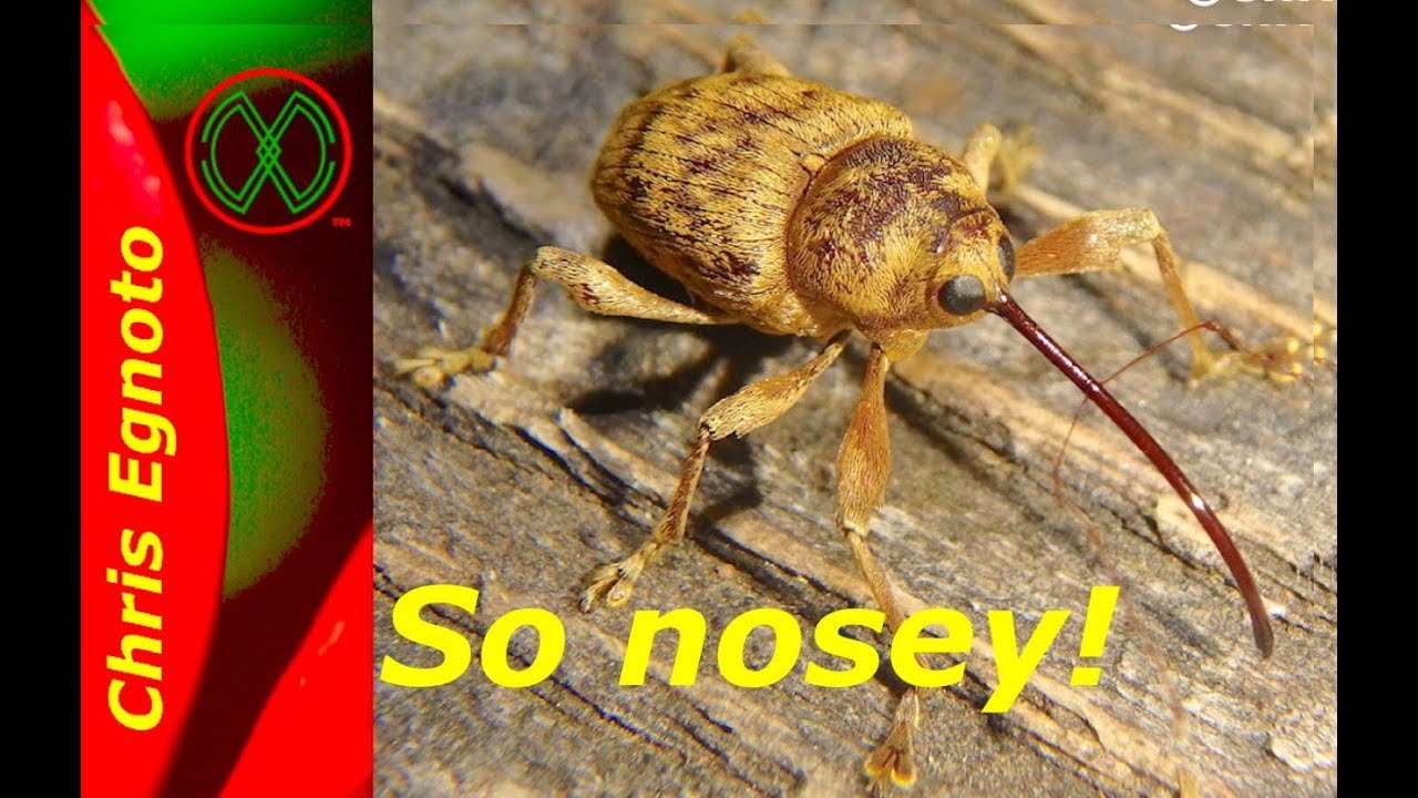 The Cutest Bug - Acorn Weevil!
