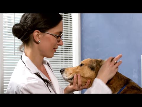 A4P - ASK A VET