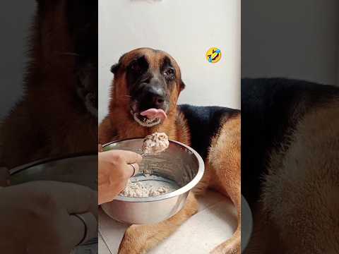 Watch his funny face🤣#dog #funnydogs #memes