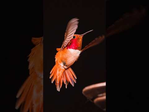 Rufous Hummingbird