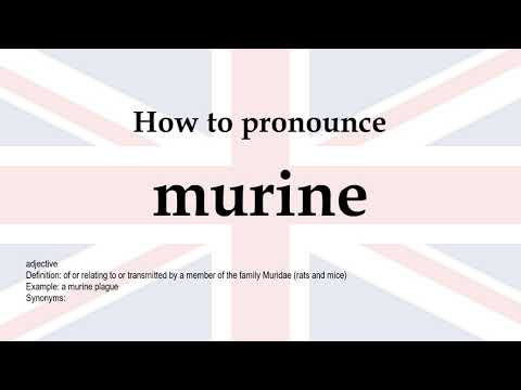 How to pronounce 'murine' + meaning