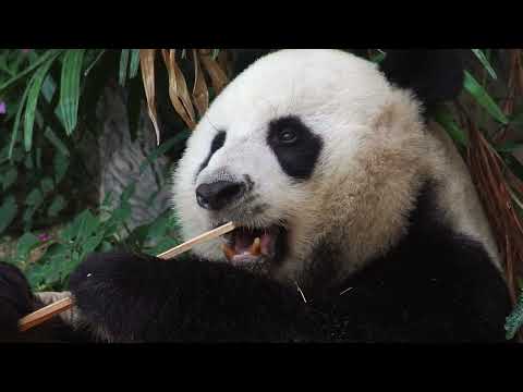 Portrait of Giant Panda (Ailuropoda Melanoleuca) | No Copyright Stock Video