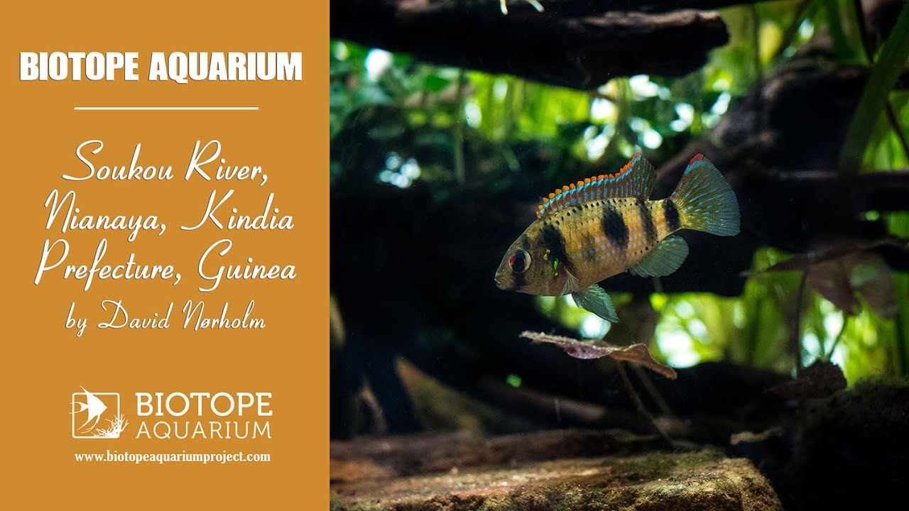 Soukou River, Nianaya, Kindia Prefecture, Guinea – BAP