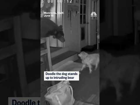 Massive bear faces off with dog