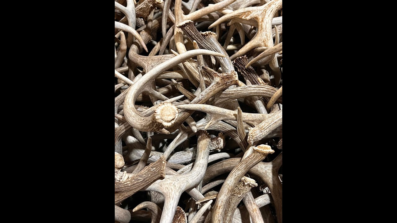 The Antler Store's Best Sellers!  Whitetail Craft 2nds and A/B Mix Whitetail Deer antlers.