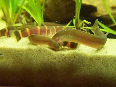 kuhli - Loche coolie - Coolie loach - Acanthophthalmus kuhlixopark.com