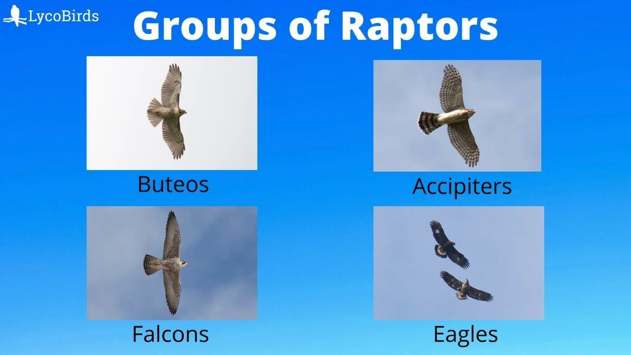 Buteo vs Accipiter vs... : How to Identify the Major Groups of Hawks and Raptors for Hawkwatching