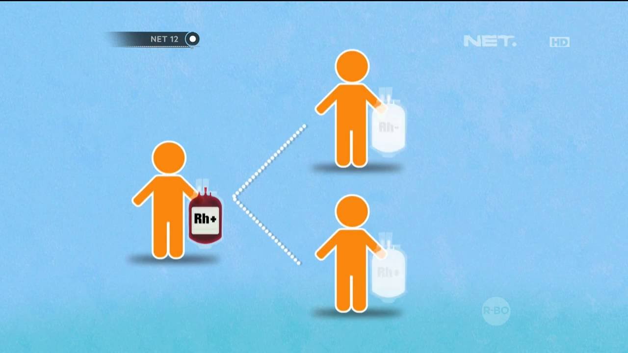 Getting to Know the Rhesus Positive and Negative Blood Type System - NET12