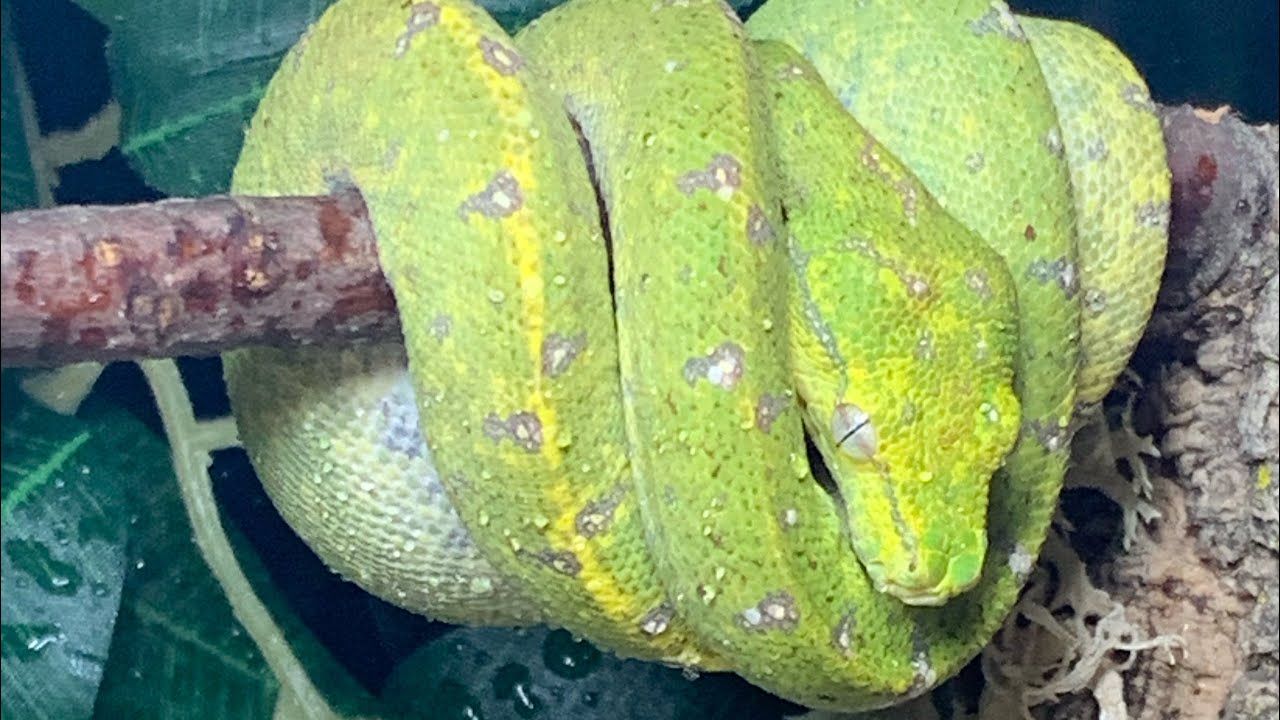 Green Tree Python Feeding (4K UHD) Lightning Quick Strike