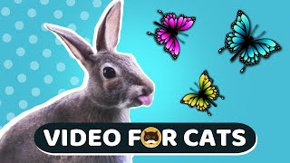 Cat Games | 5 jogos para o seu gato no celular ou no iPad - Canaltech