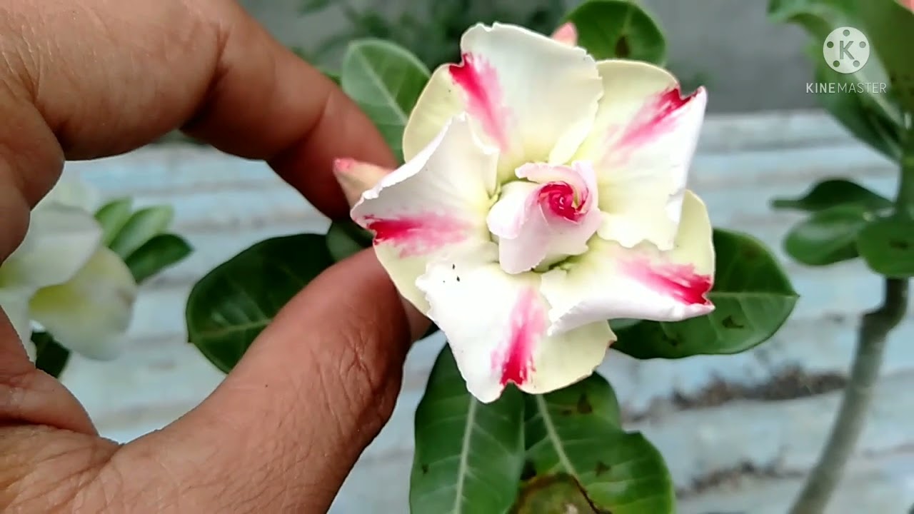 Sale adenium original dari biji bunga tumpuk harga spesial