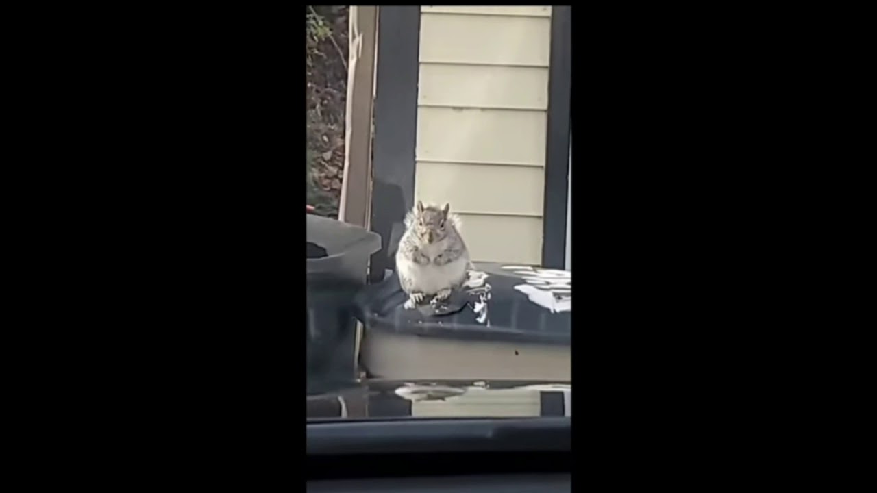 Fat Squirrel gets Scared