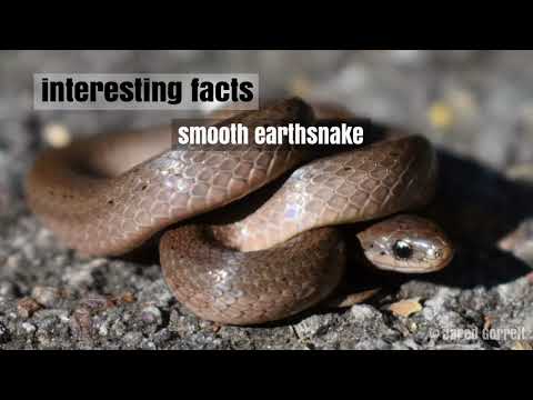 Interesting Facts About the Smooth Earthsnake