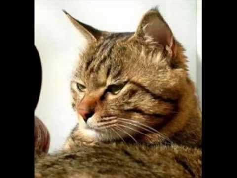 Dragon Li cat - Characteristics and character - Cat breeds