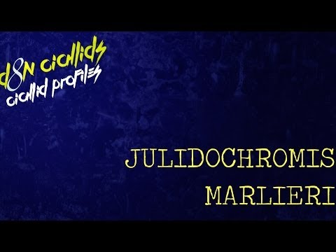 Cichlid Profiles: Julidochromis marlieri (Episode 3)