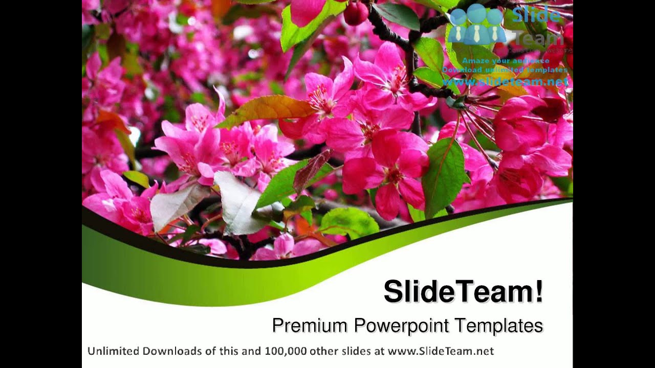 Blossoming Pink Flowers Beauty PowerPoint Templates Themes And Backgrounds ppt themes