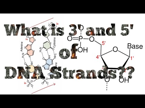 What is 3 prime and 5 prime ends of the DNA strands ?